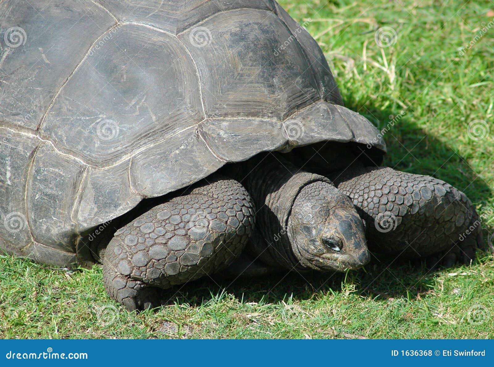 Tortuga de Aldabra foto de archivo. Imagen de gigante - 1636368