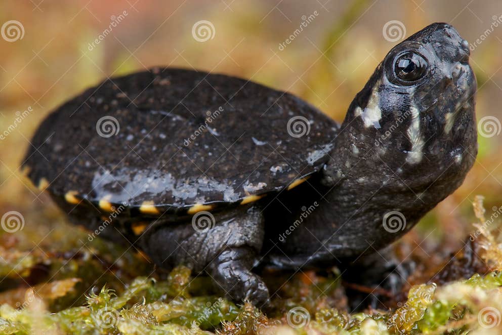 Tortuga de almizcle imagen de archivo. Imagen de despredador - 15863903