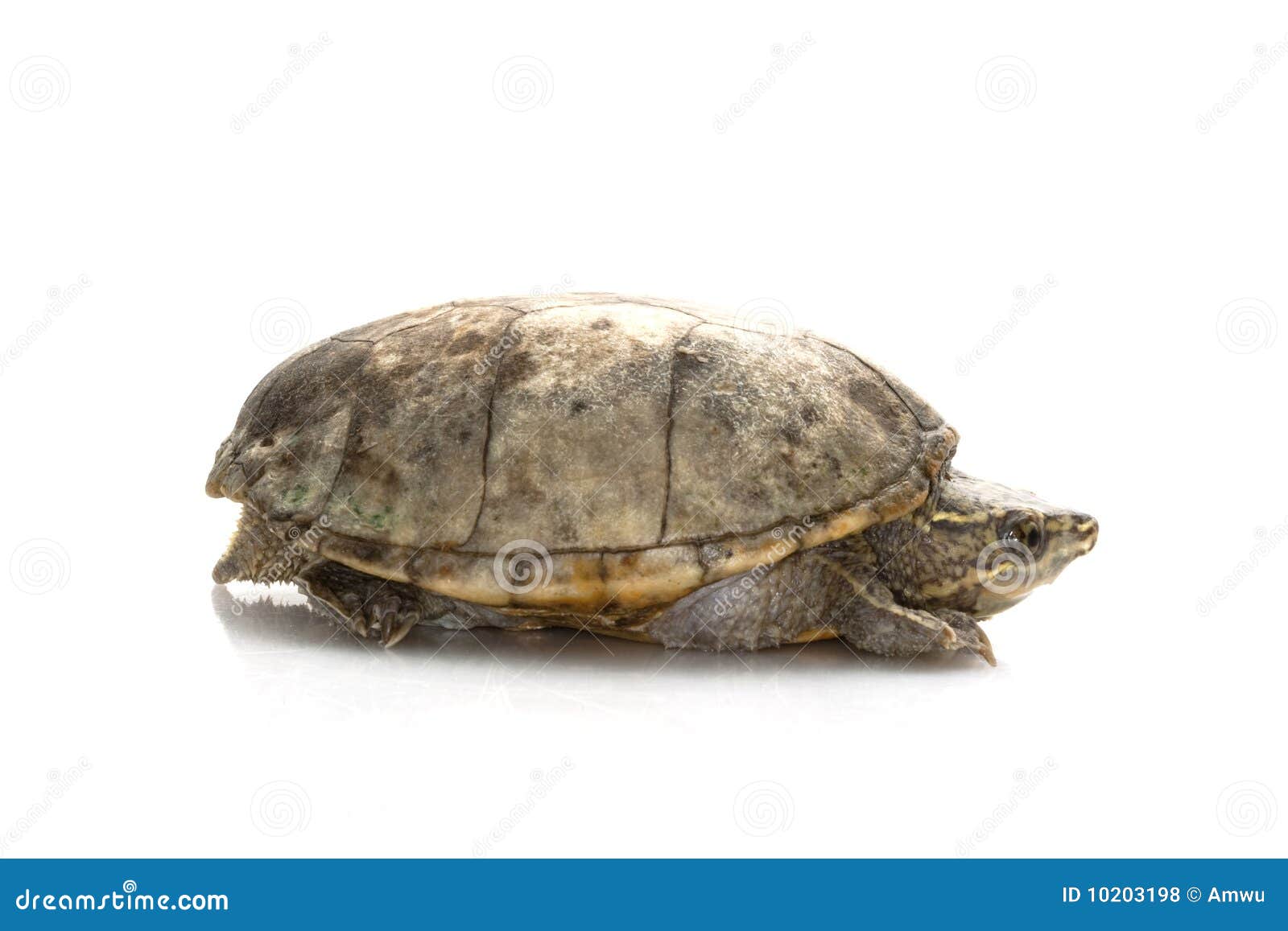 Tortuga de almizcle común foto de archivo. Imagen de animal - 10203198