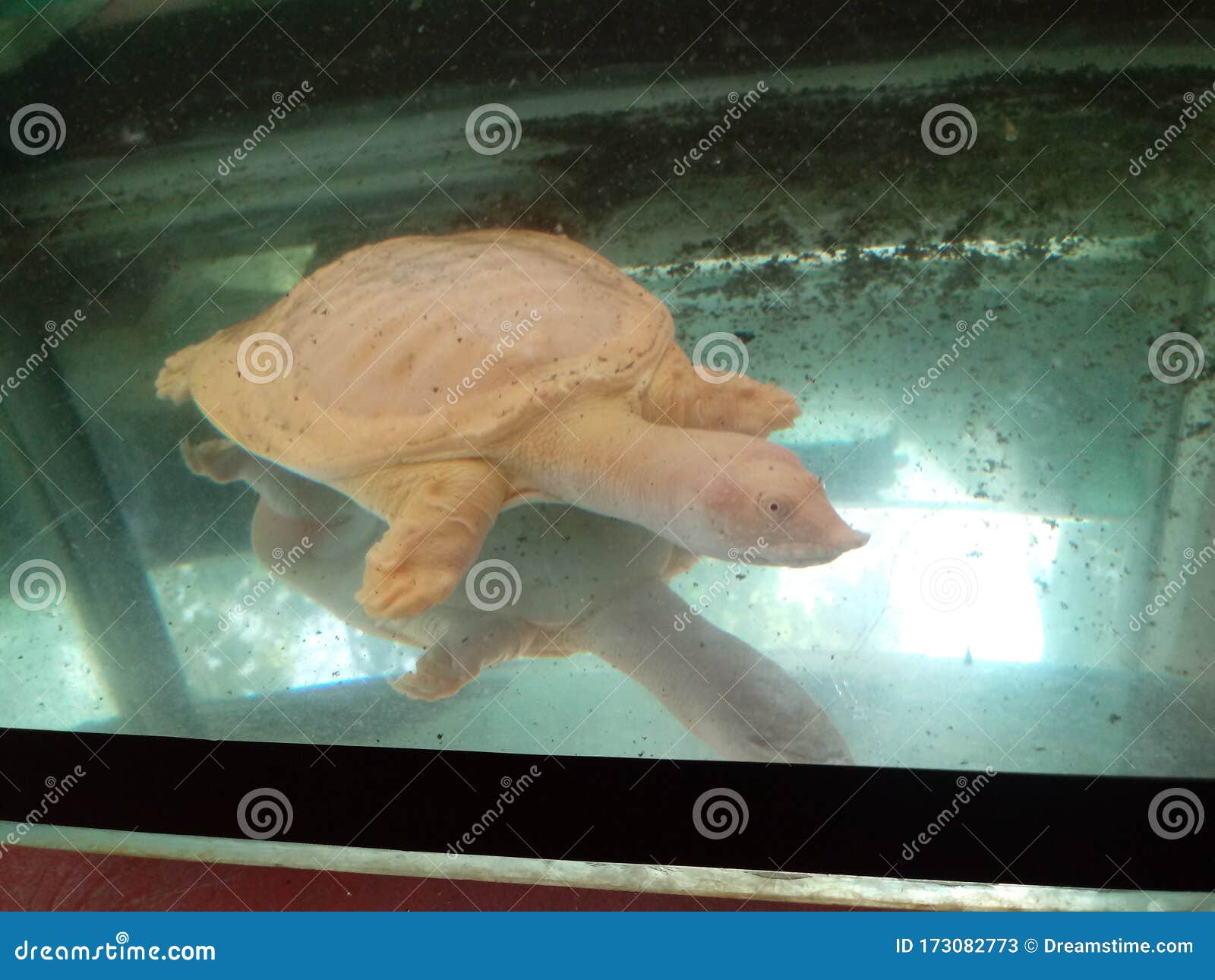 Tortuga De Concha Suave De Albino Imagen de archivo - Imagen de albino ...
