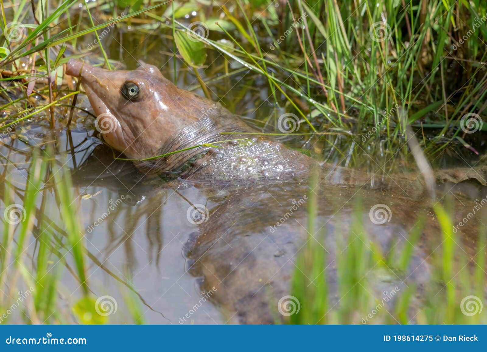 Tortuga De Concha Suave De Florida Imagen de archivo - Imagen de fauna ...