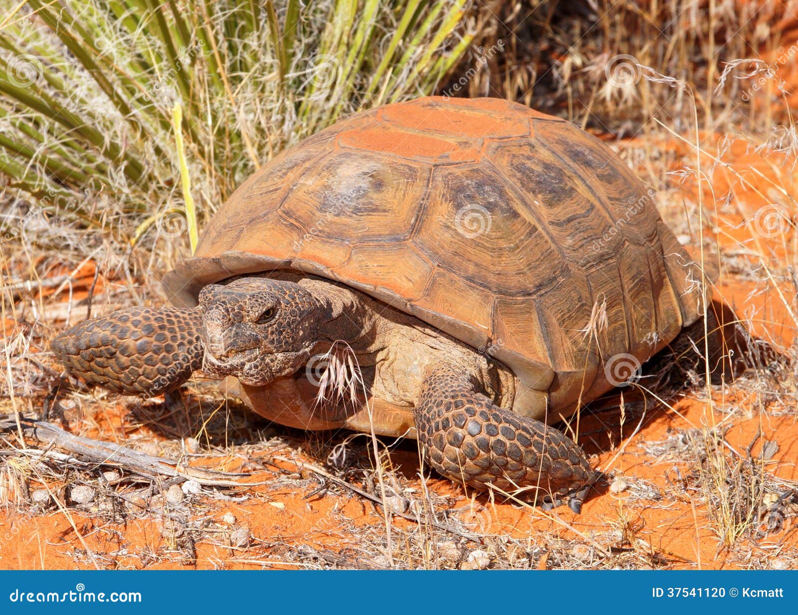 Tortuga De Desierto, Agassizi Del Gopherus Foto de archivo - Imagen de ...