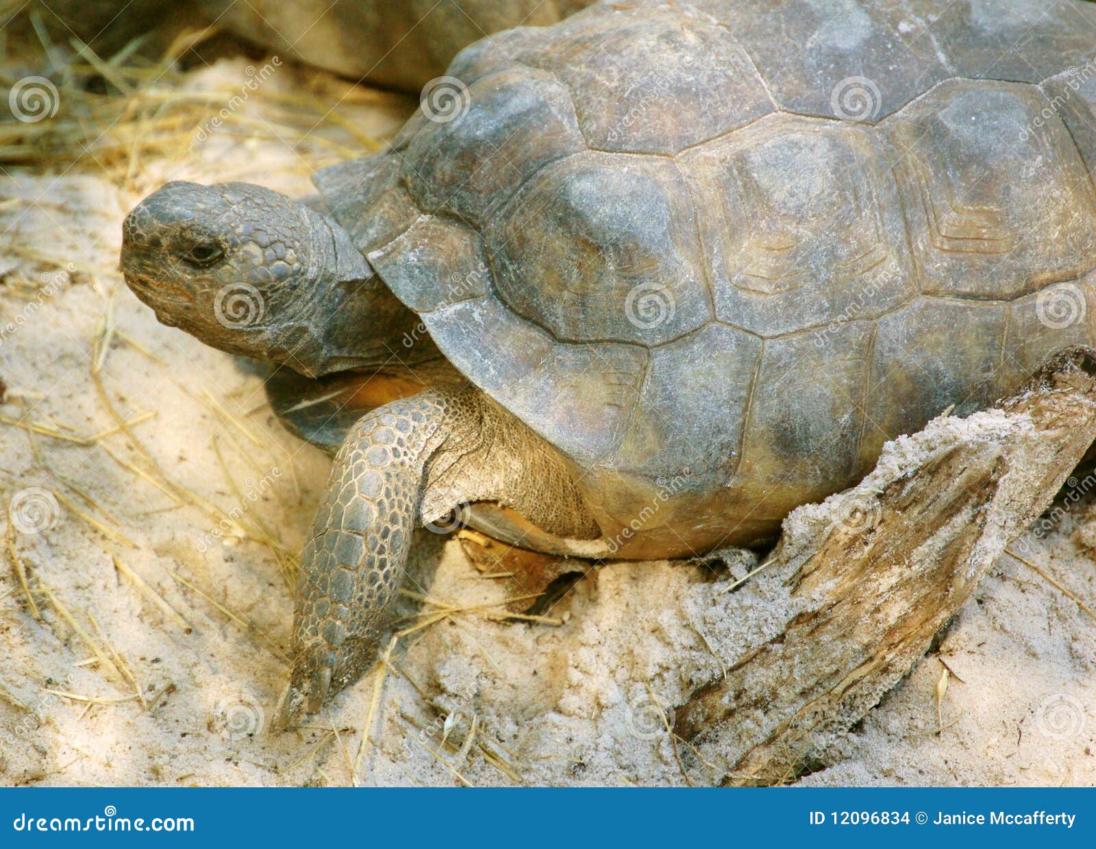 Tortuga de Gopher foto de archivo. Imagen de desierto - 12096834