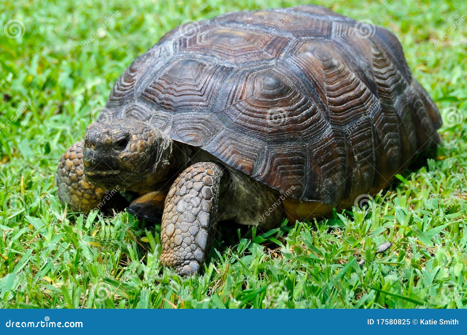 Tortuga de Gopher imagen de archivo. Imagen de cara, gigante - 17580825