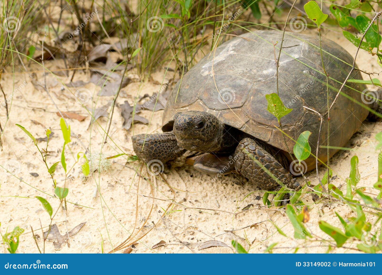 Tortuga de Gopher foto de archivo. Imagen de arena, mascota - 33149002