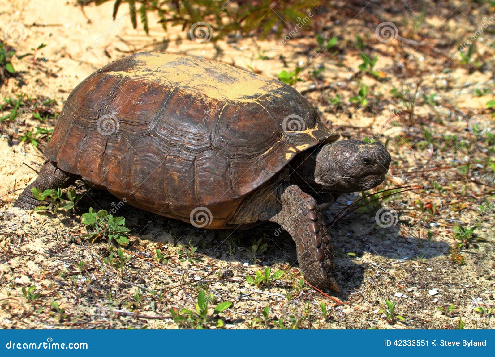 Tortuga De Gopher (polyphemus Del Gopherus) Imagen de archivo - Imagen ...