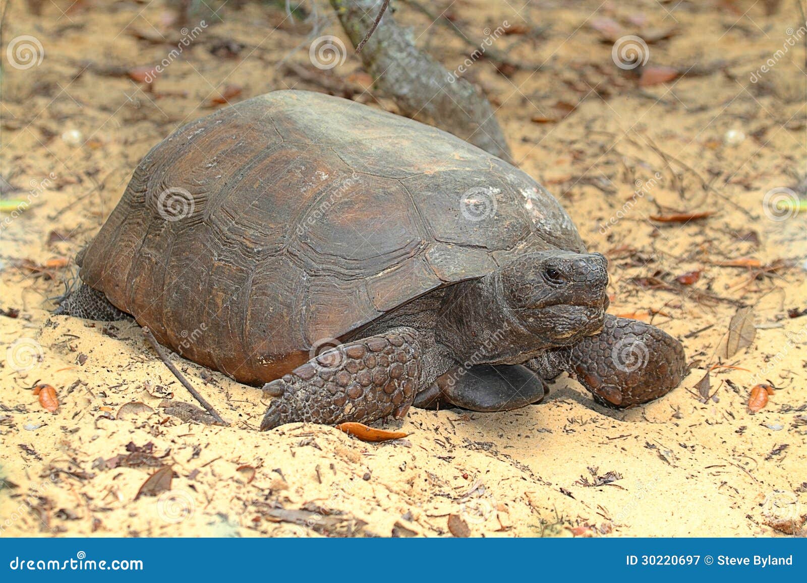 Tortuga De Gopher (polyphemus Del Gopherus) Imagen de archivo - Imagen ...
