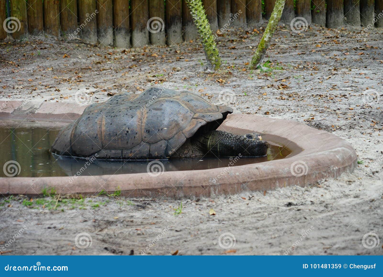 Tortuga de la Florida imagen de archivo. Imagen de viejo - 101481359