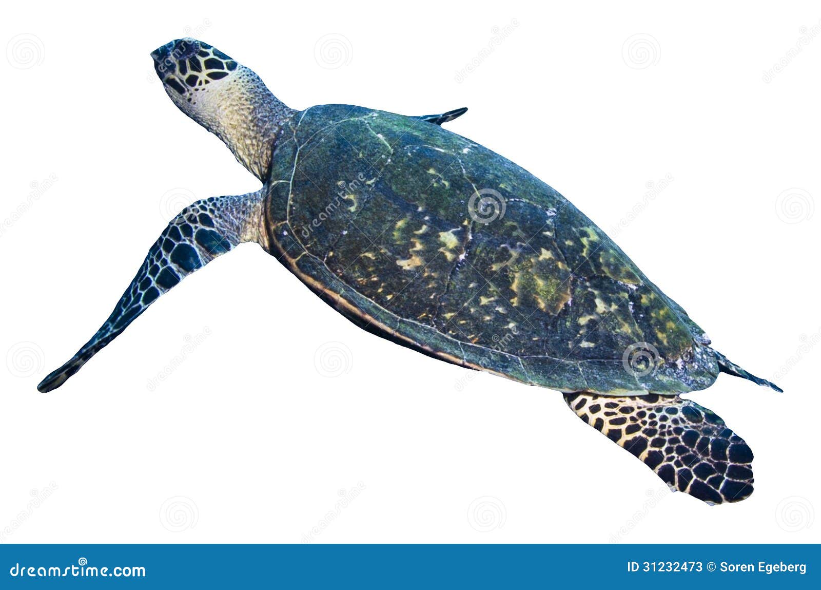 Tortuga De Mar Verde Aislada En El Fondo Blanco Imagen de archivo ...