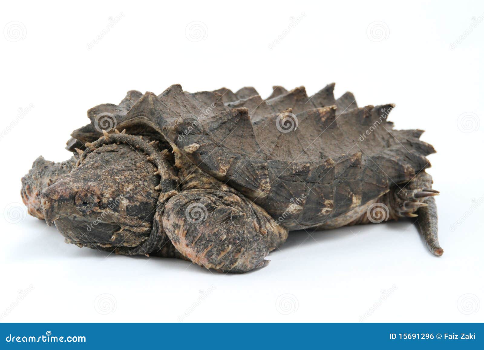 estudiar documental terminado tortuga cocodrilo gigante Húmedo arco sueño