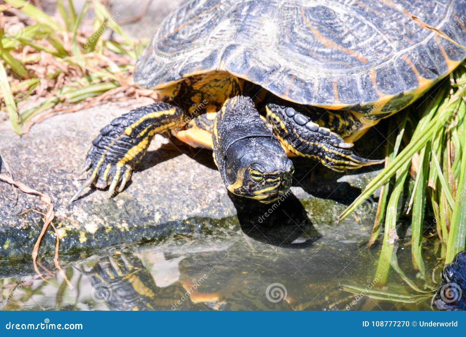 Tortuga De Trachemys Scripta Elegans Foto de archivo - Imagen de tortuga, salvaje: 108777270