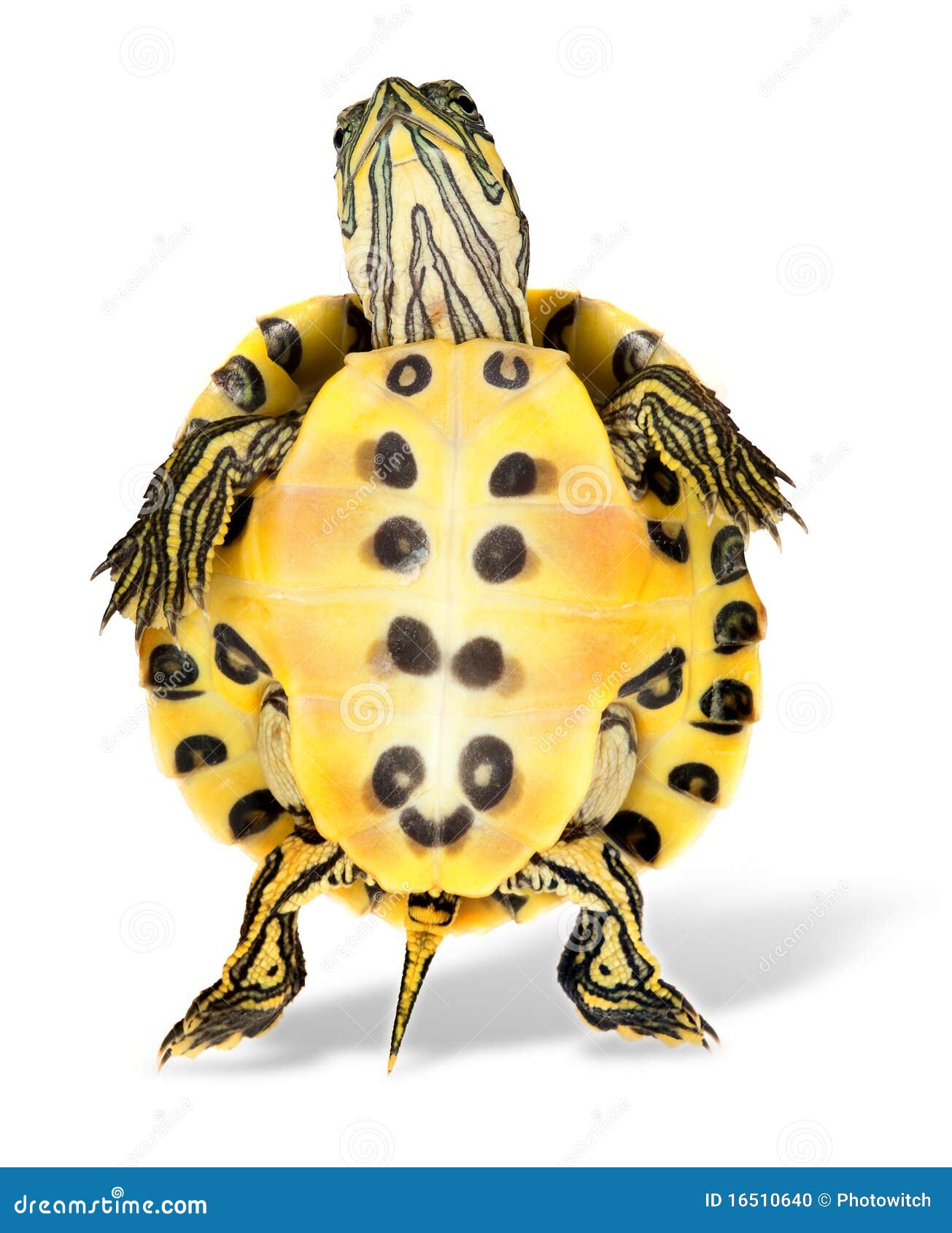 Tortuga del baile foto de archivo. Imagen de animal, velocidad - 16510640