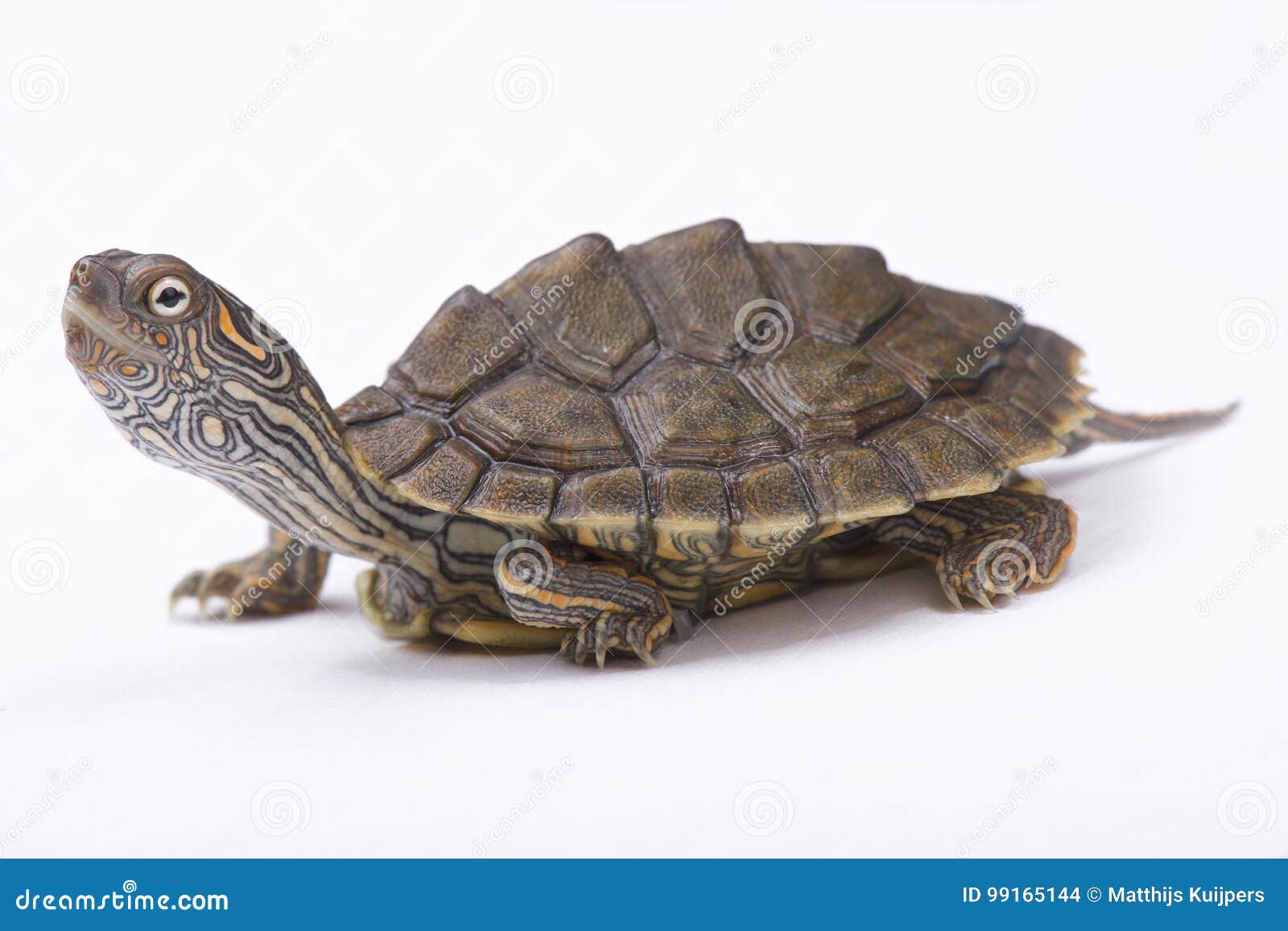 Tortuga Del Mapa De Tejas, Versa De Graptemys Foto de archivo - Imagen ...