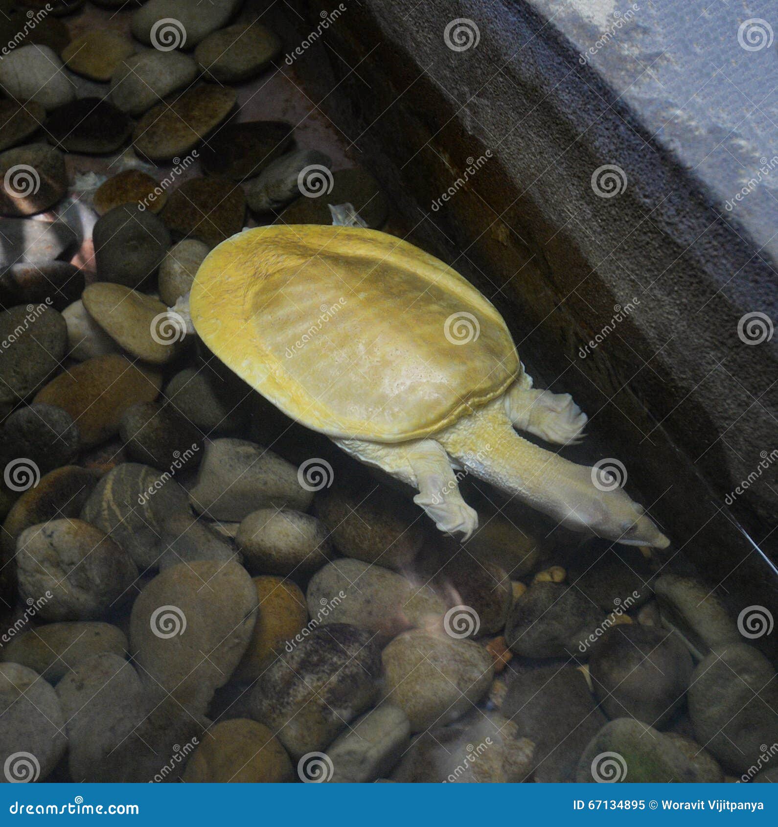 Tortuga descascada albino imagen de archivo. Imagen de albino - 67134895