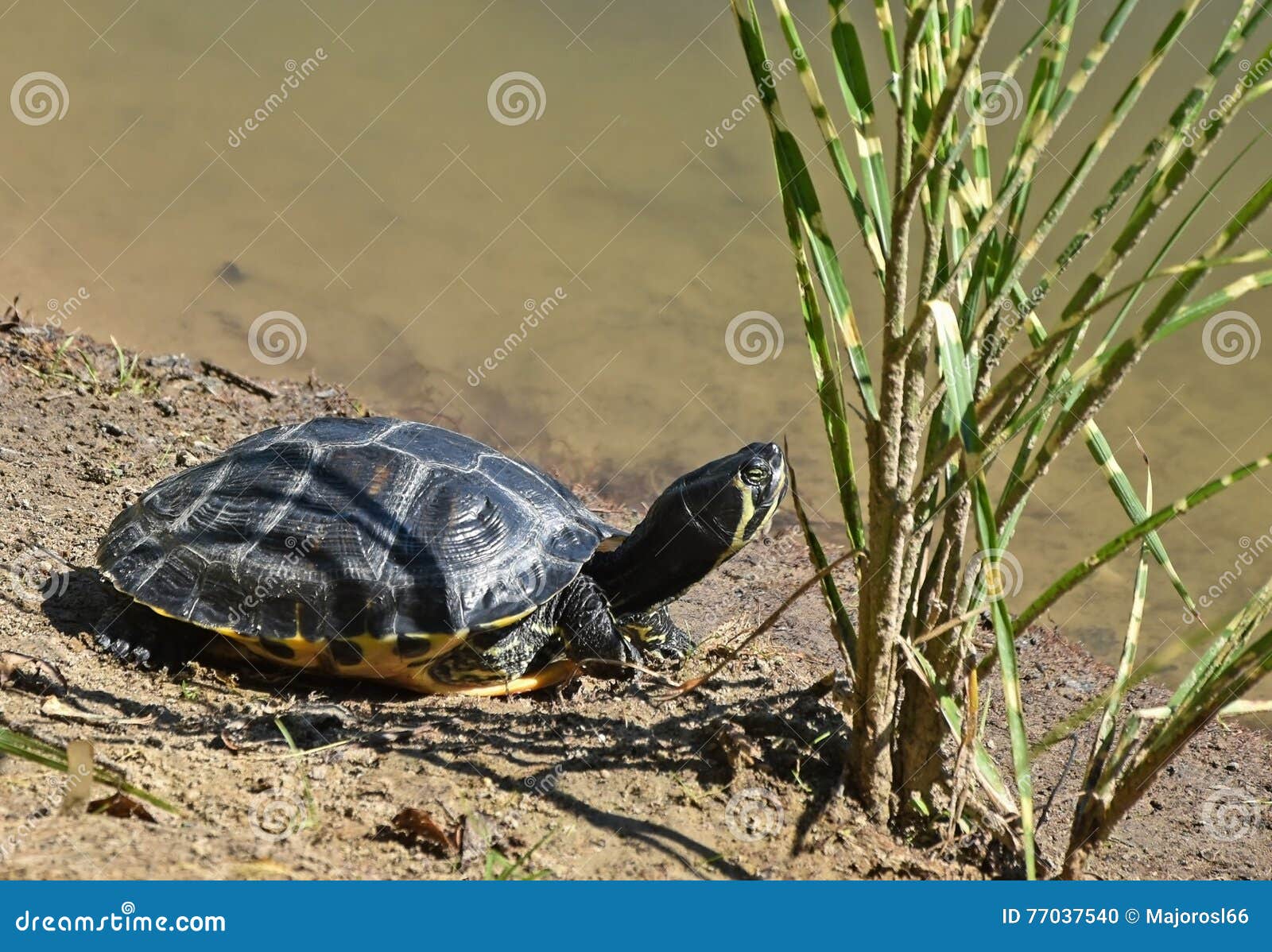 Tortuga En El Lado Del Lago Foto de archivo - Imagen de temas, nadie ...