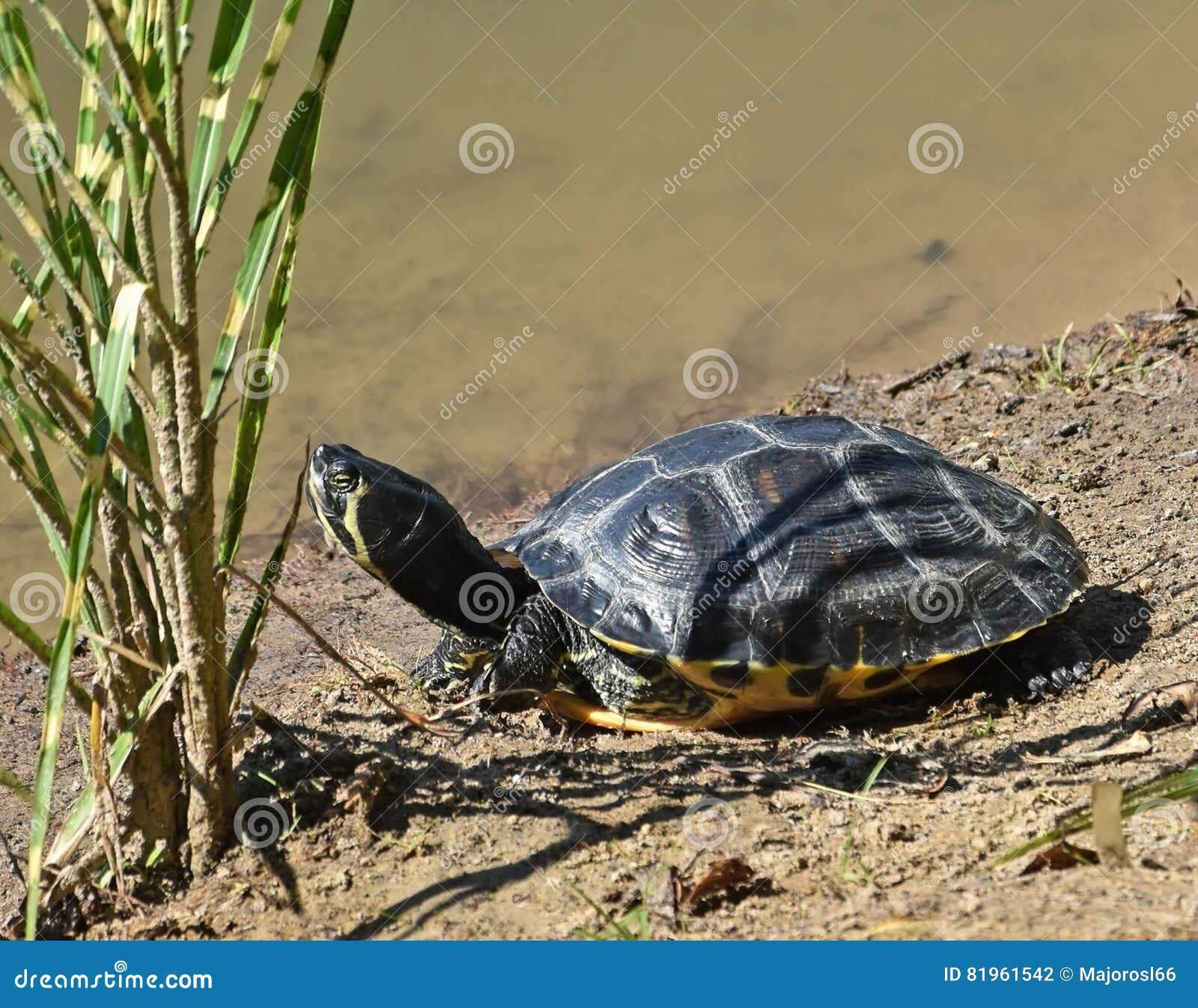 Tortuga En El Lado Del Lago Foto de archivo - Imagen de verde, tortuga ...