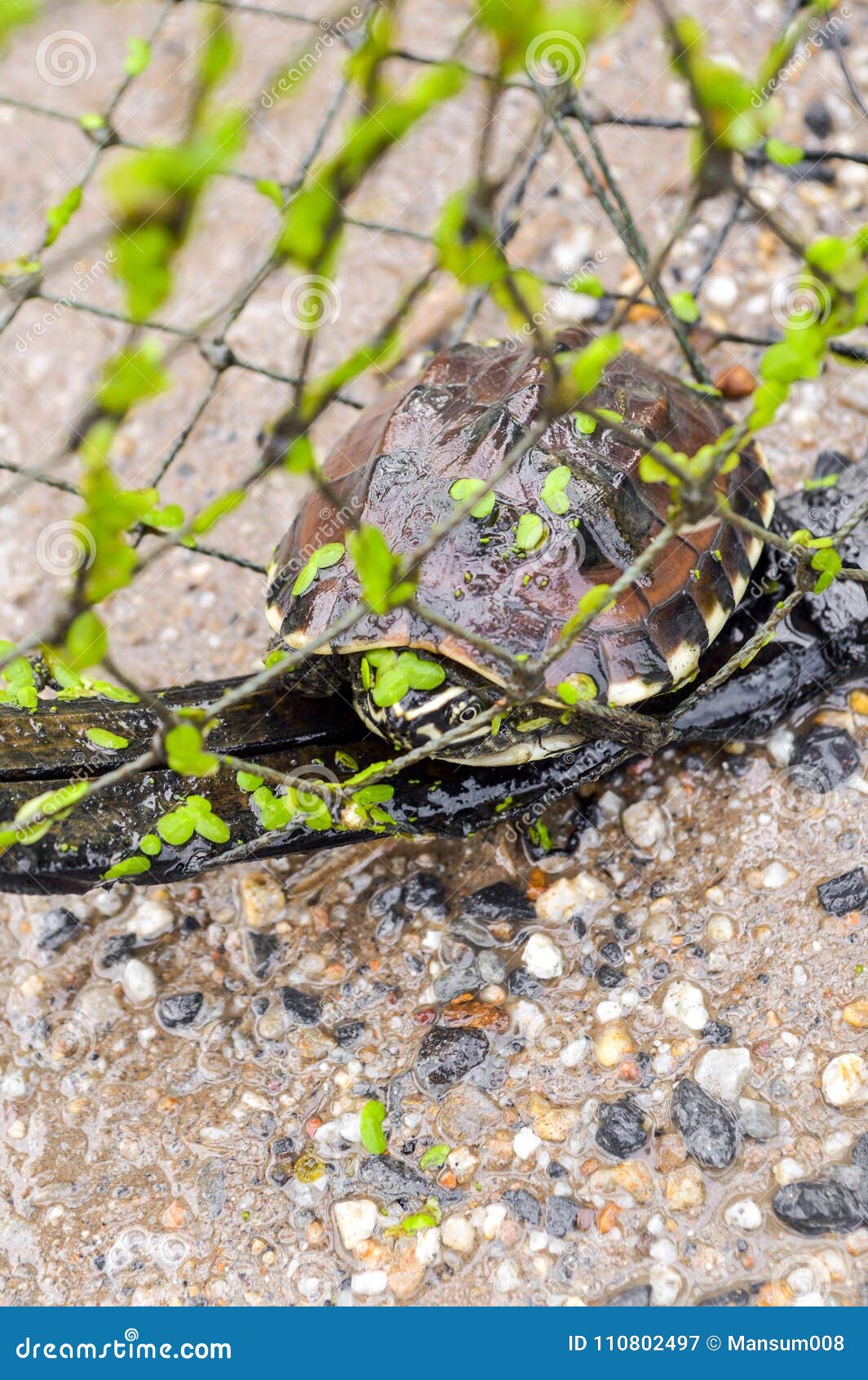 Tortuga en la trampa neta imagen de archivo. Imagen de carapela - 110802497