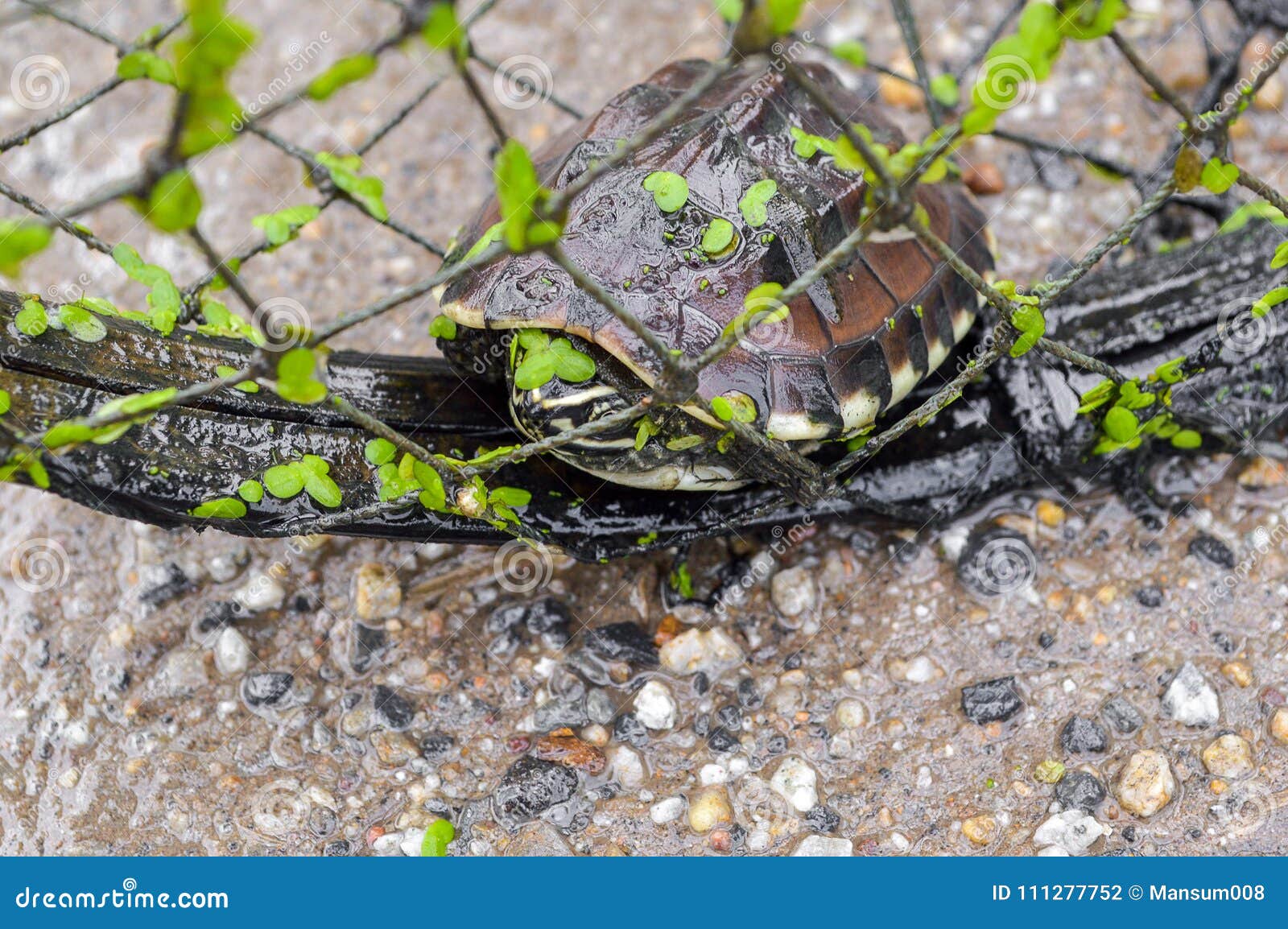 Tortuga en la trampa neta foto de archivo. Imagen de travieso - 111277752