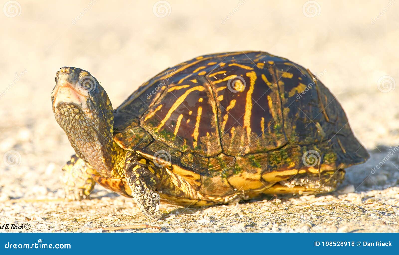 Tortuga florida foto de archivo. Imagen de pescados - 198528918