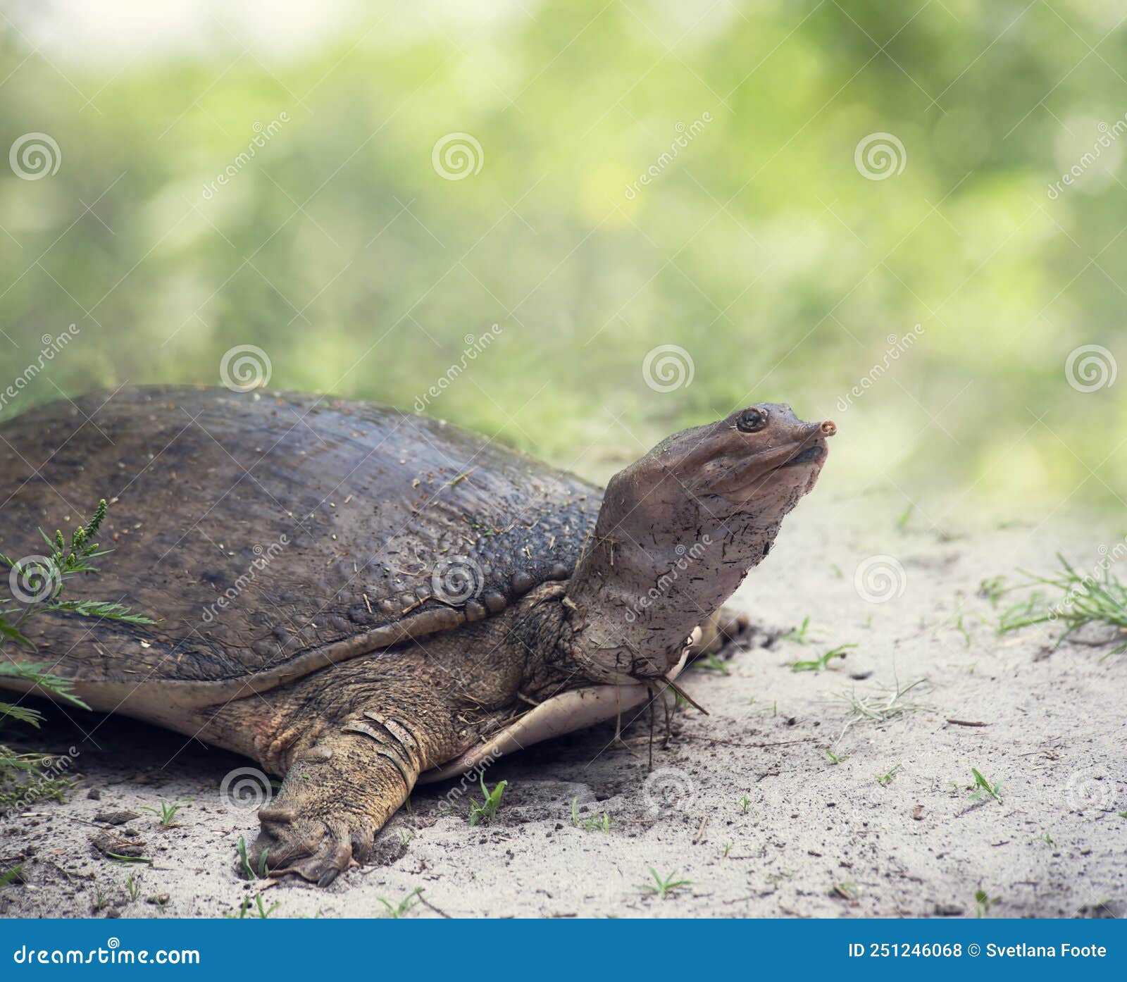 Tortuga florida foto de archivo. Imagen de agujero, comportamiento ...