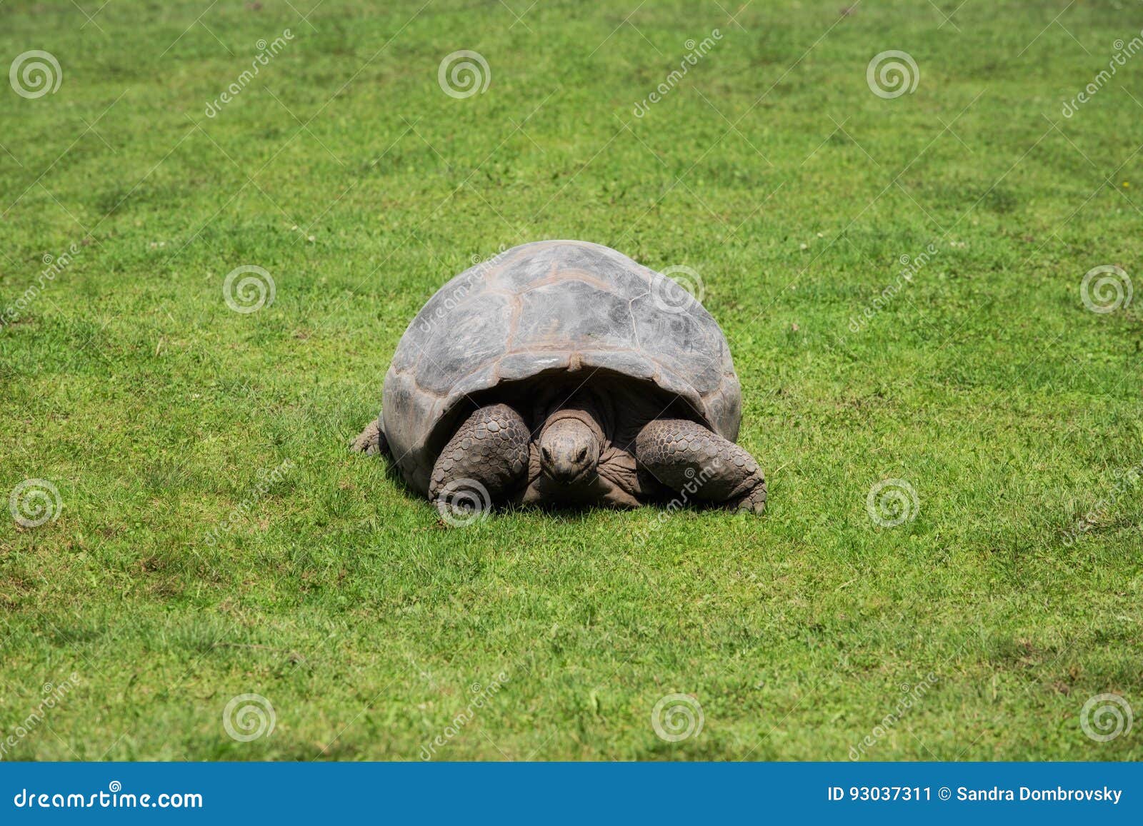 Tortuga Grande De La Tierra Imagen de archivo - Imagen de gigante, cara ...