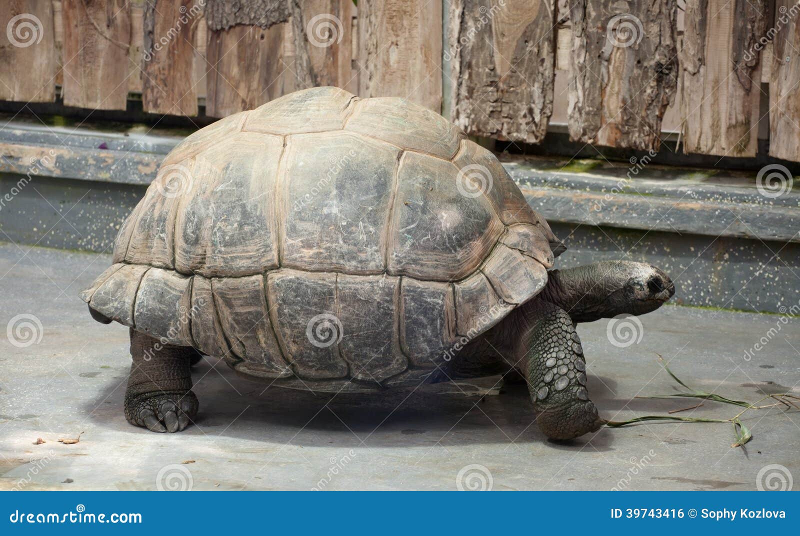 Tortuga Grande De Las Islas Galápagos Foto de archivo - Imagen de fauna ...