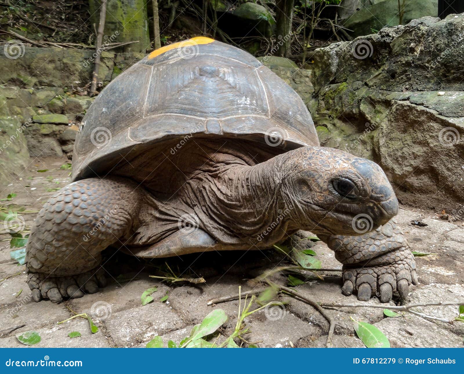 Tortuga Grande De Seychelles Imagen de archivo - Imagen de perezoso ...