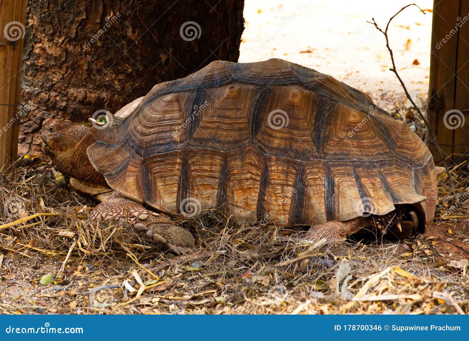 Tortuga grande en el suelo foto de archivo. Imagen de lindo - 178700346