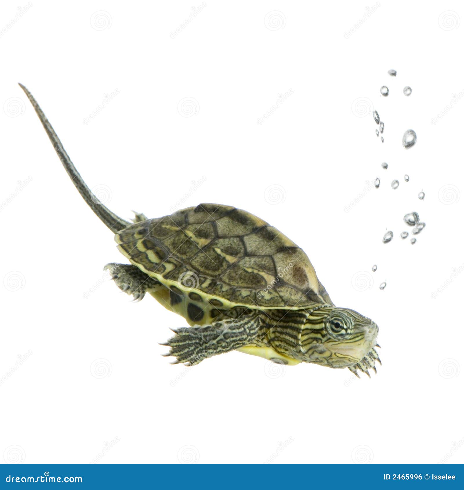 Tortuga - OCADIA SINENSIS foto de archivo. Imagen de mirada - 2465996