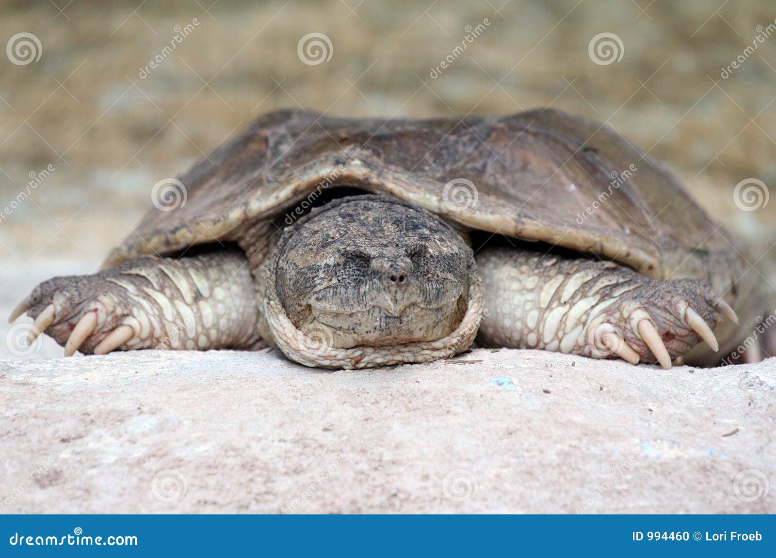 Tortuga perezosa foto de archivo. Imagen de reptil, gris - 994460