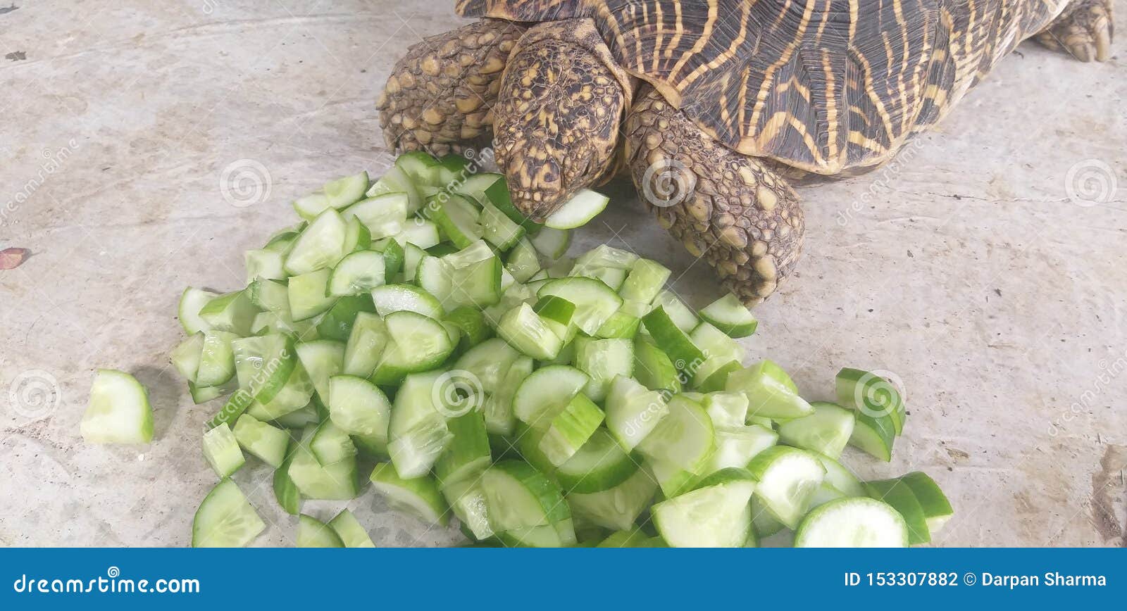 Tortuga que come la comida foto de archivo. Imagen de comer - 153307882