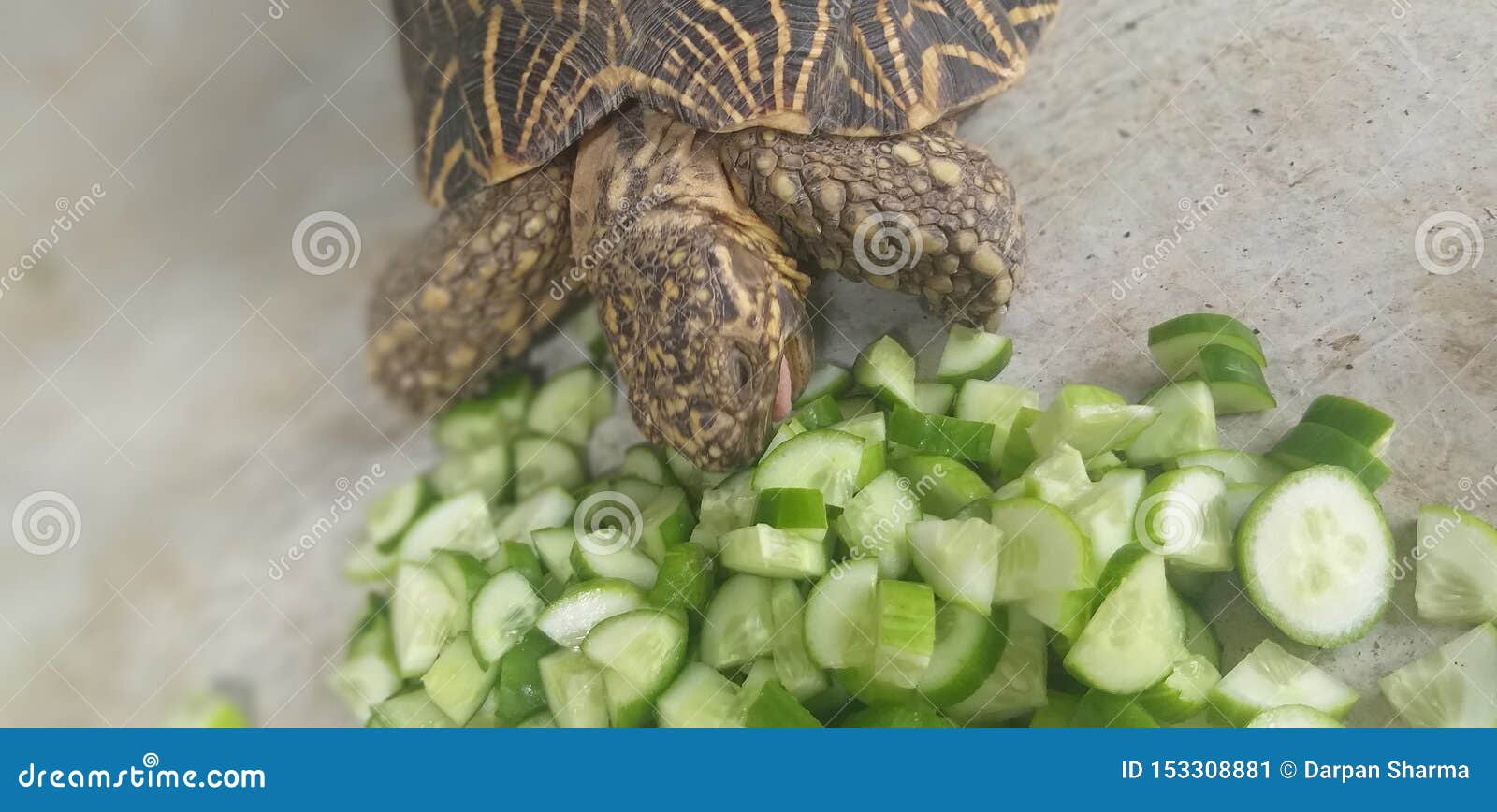 Tortuga que come la comida imagen de archivo. Imagen de comer - 153308881