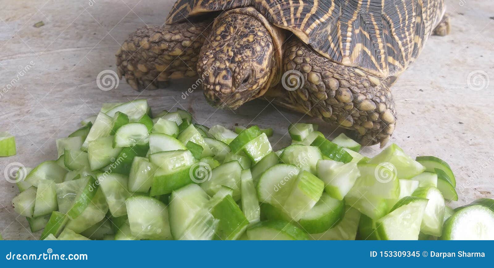 Tortuga que come la comida imagen de archivo. Imagen de alimento ...