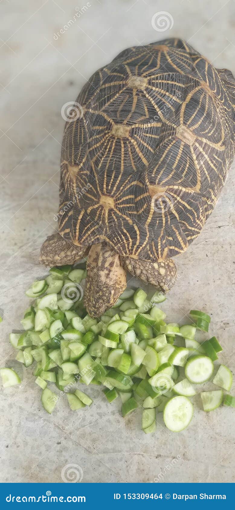 Tortuga que come la comida foto de archivo. Imagen de come - 153309464