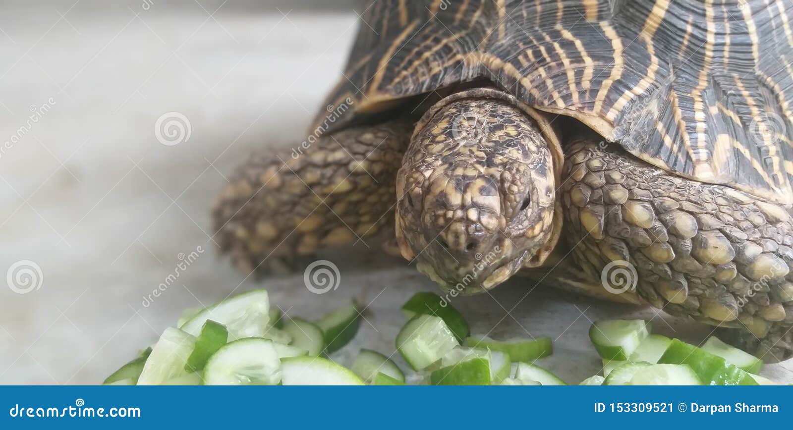 Tortuga que come la comida imagen de archivo. Imagen de come - 153309521