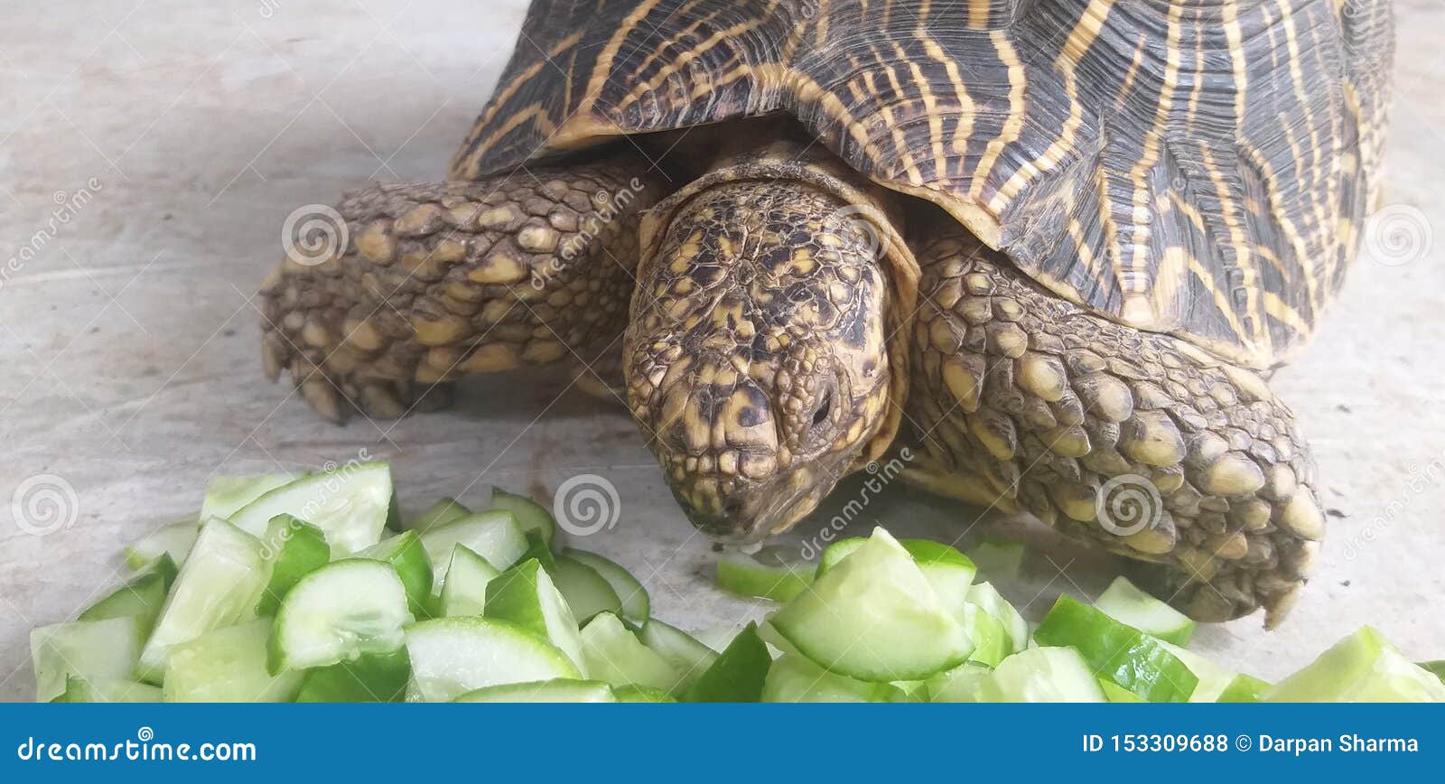 Tortuga que come la comida foto de archivo. Imagen de come - 153309688