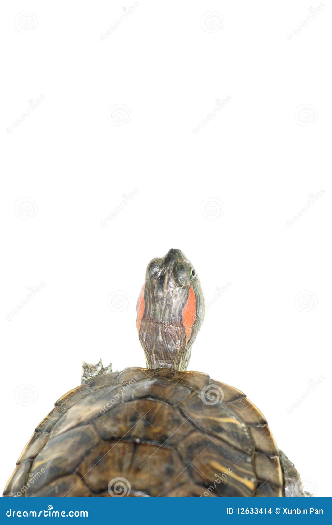 Tortuga Que Mira Para Arriba Foto de archivo - Imagen de copia, ojos ...