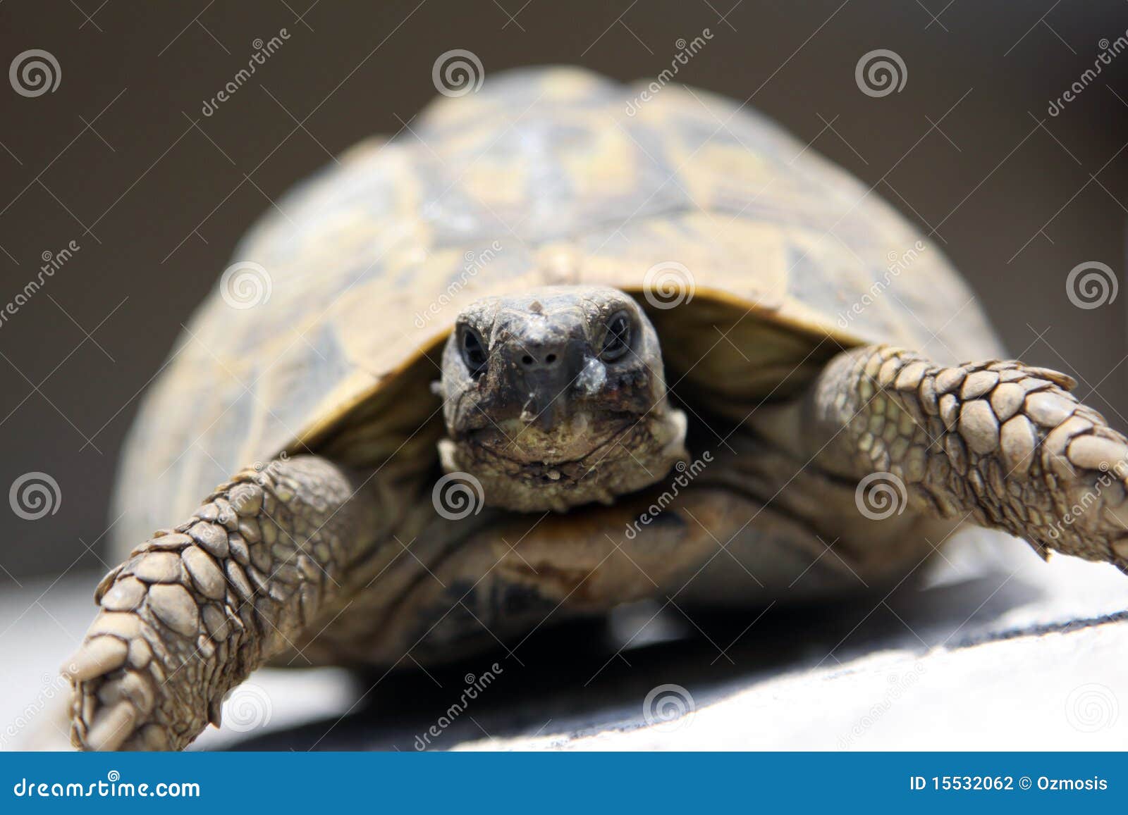 Tortuga rara foto de archivo. Imagen de escala, desierto - 15532062