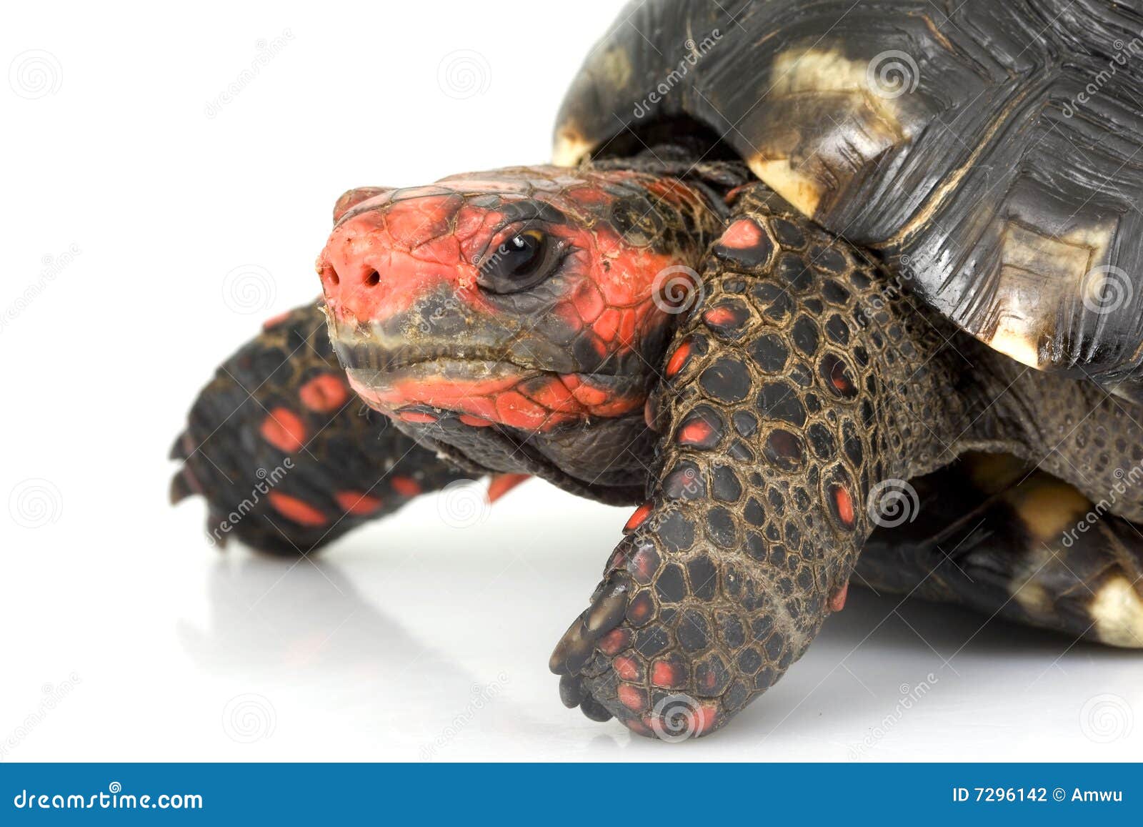 Tortuga Rojo-footed Principal De La Cereza Foto de archivo - Imagen de ...