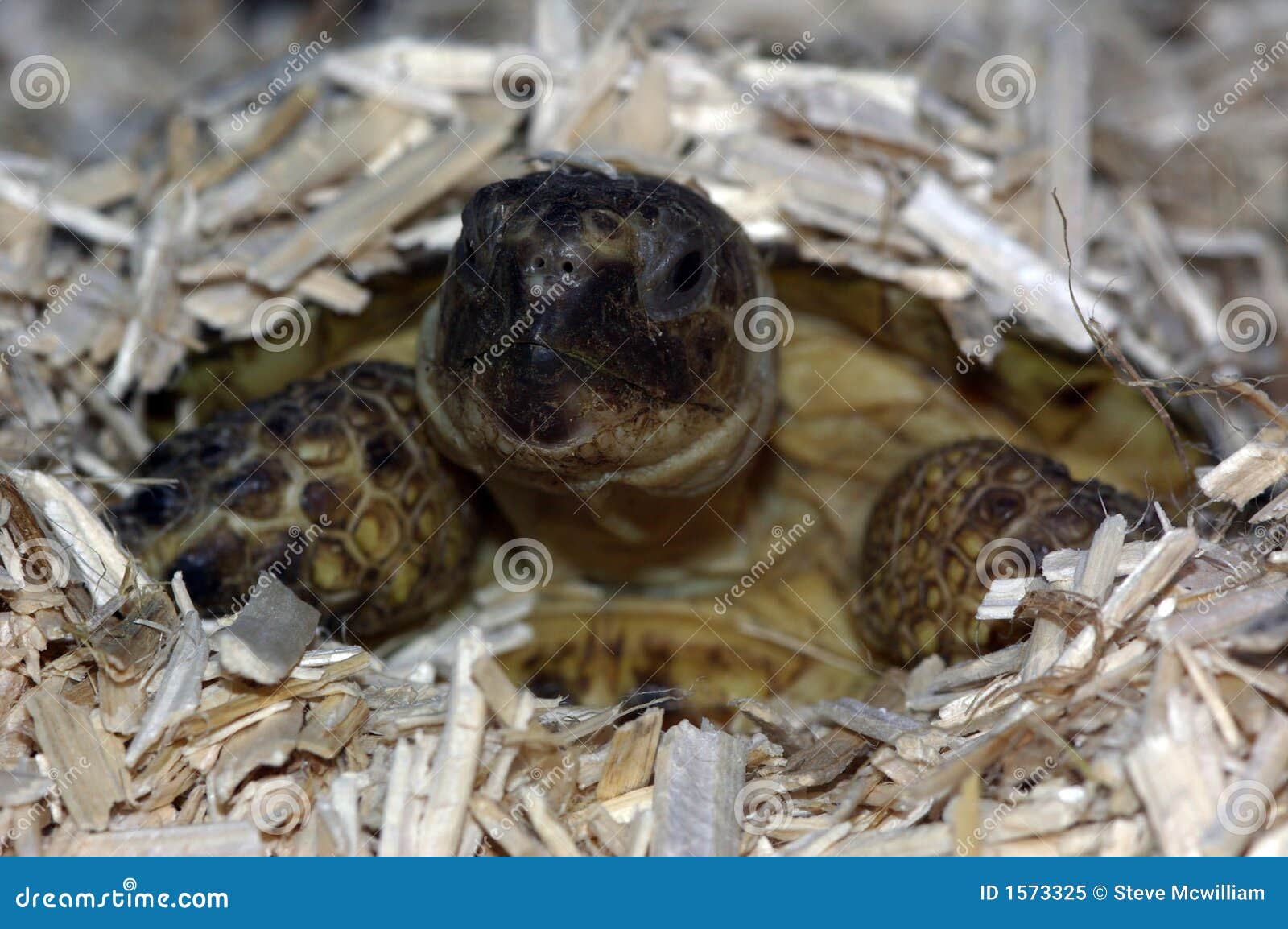 Tortuga rusa 02 imagen de archivo. Imagen de reptil, emergente - 1573325