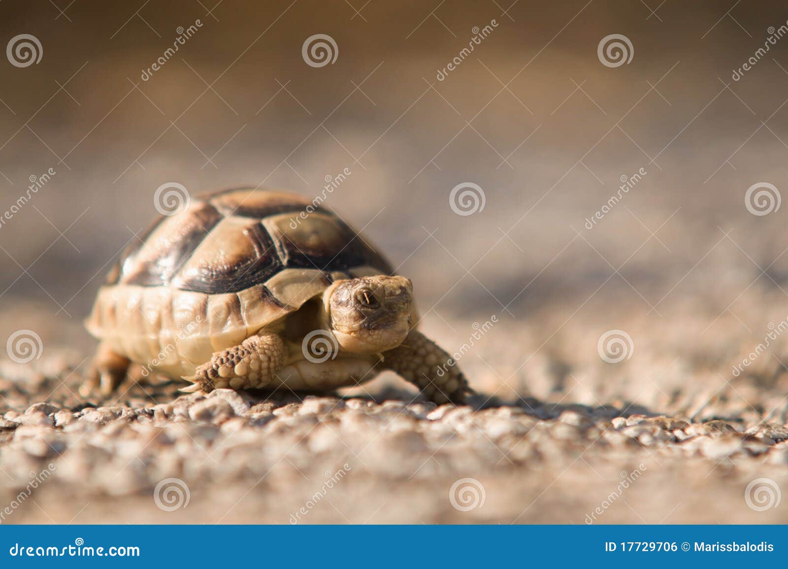 Tortuga salvaje foto de archivo. Imagen de color, tortuga - 17729706