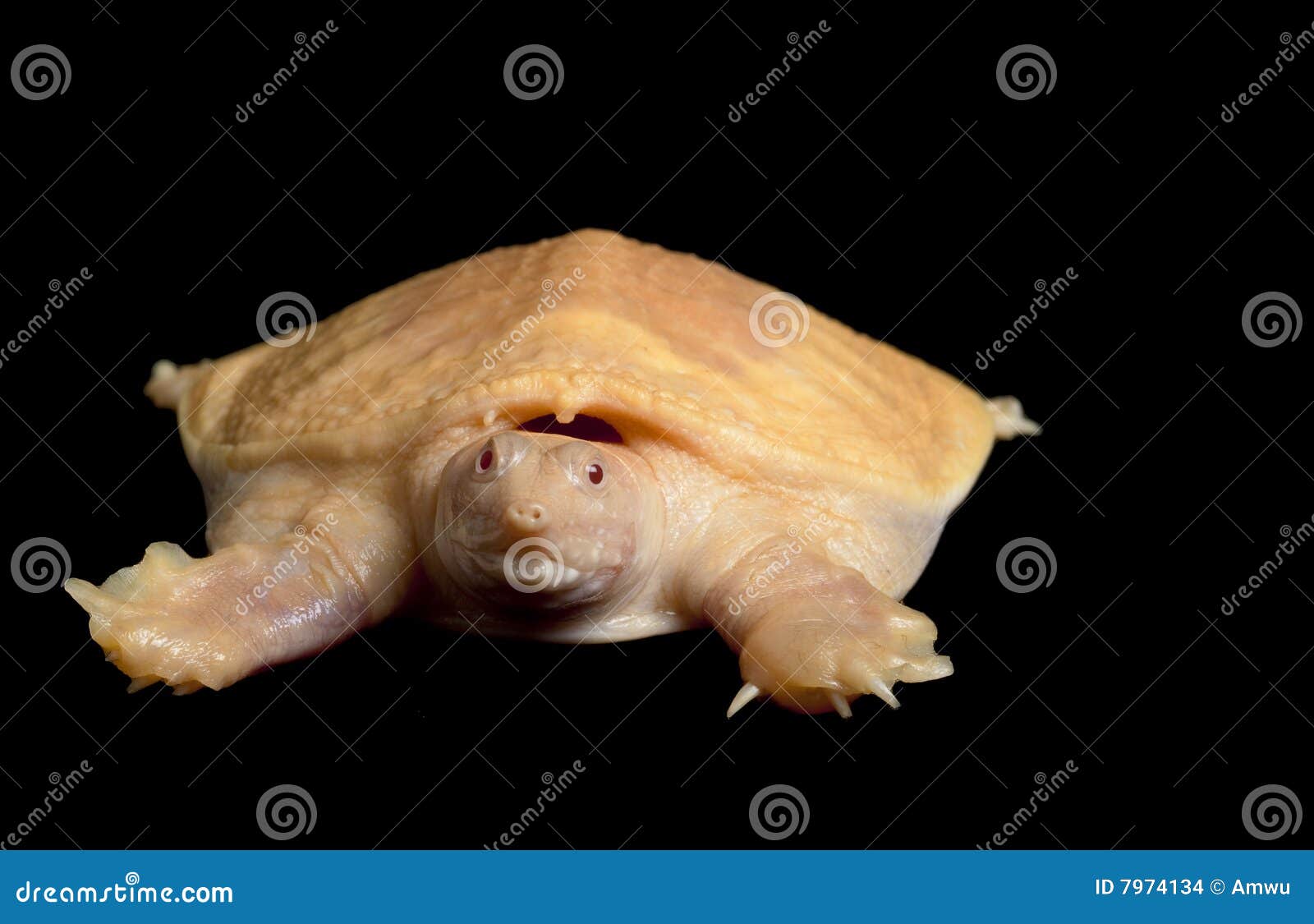 Tortuga Suave China Del Shell Del Albino Foto de archivo - Imagen de ...