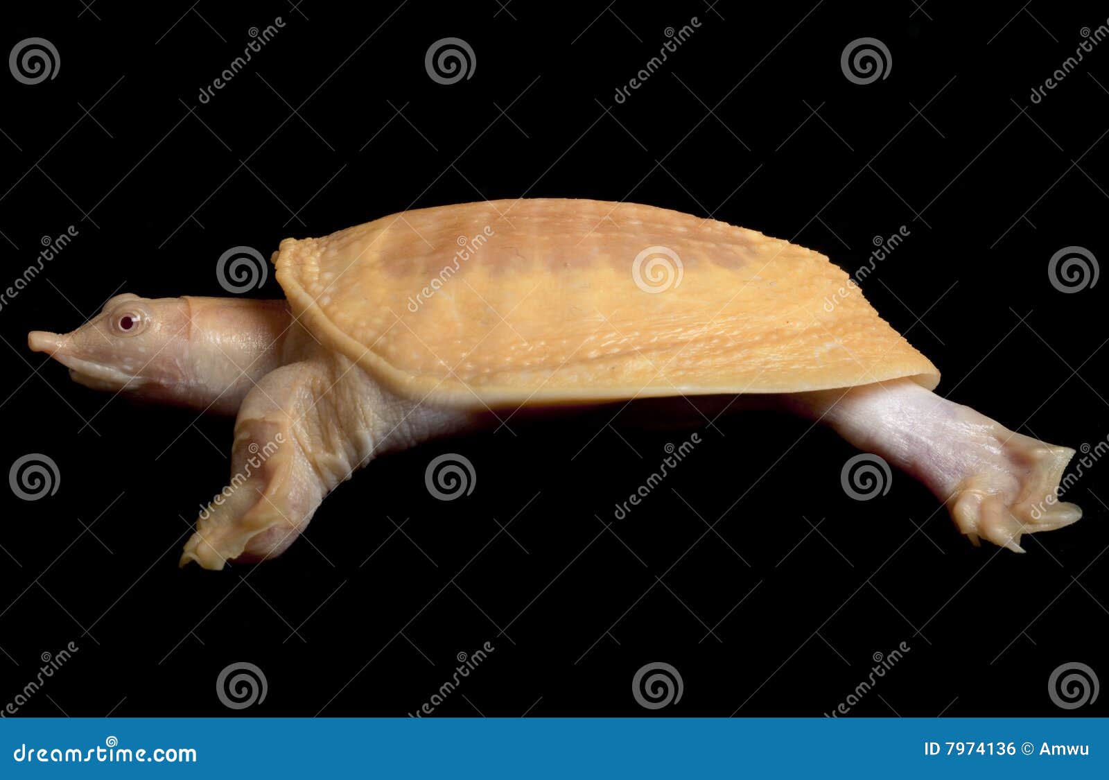 Tortuga Suave China Del Shell Del Albino Foto de archivo - Imagen de ...