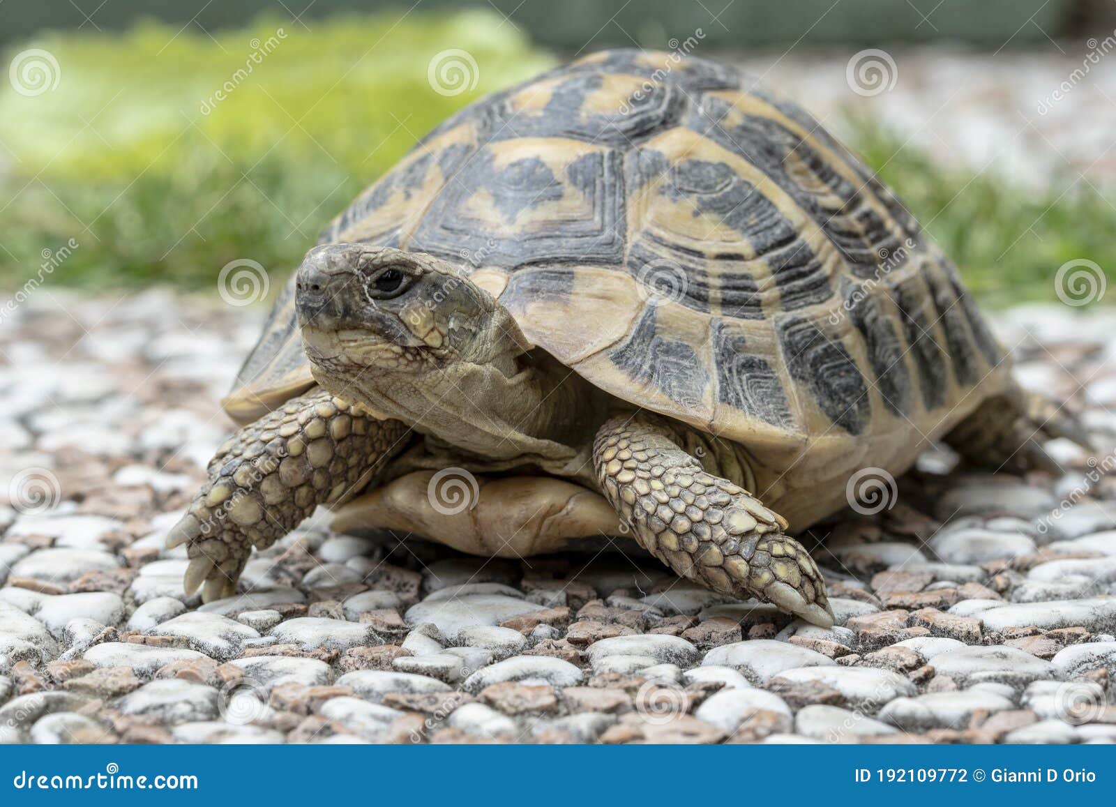 Tortuga Terrestre En El Jardín Foto de archivo - Imagen de crianza ...