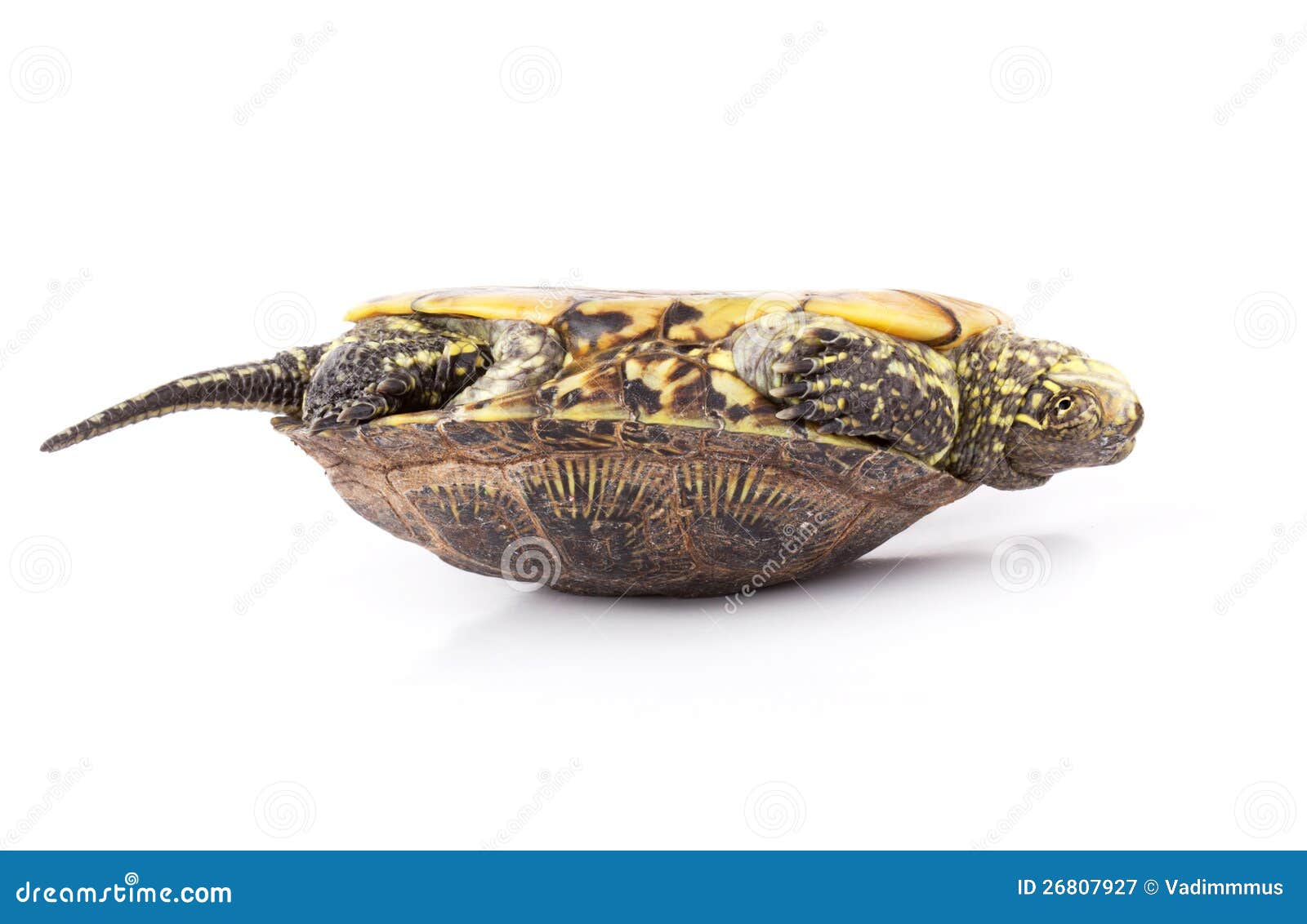 Tortuga upside-down imagen de archivo. Imagen de terrapina - 26807927