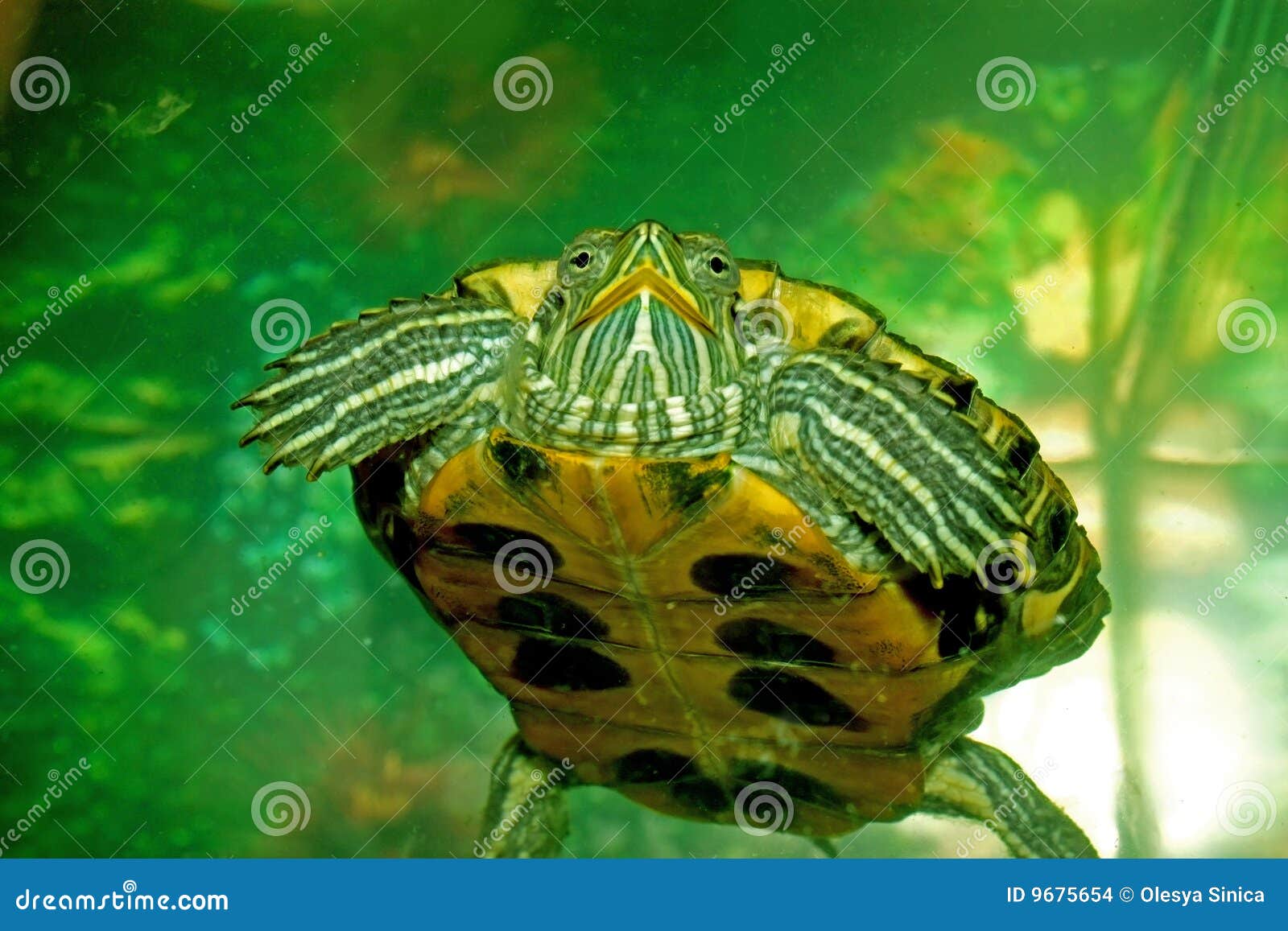 Tortuga verde foto de archivo. Imagen de tortuga, vista - 9675654