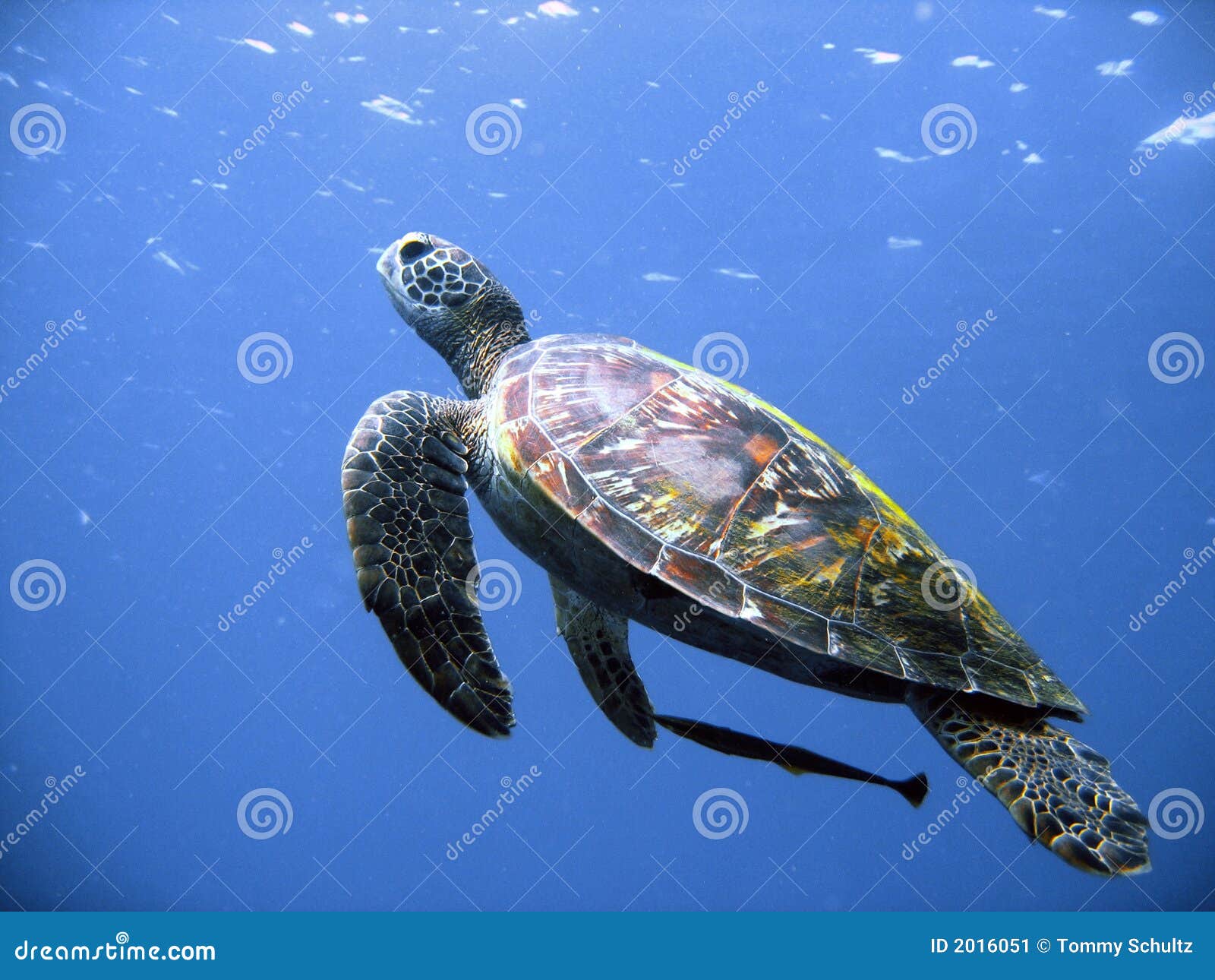 Tortuga verde en vuelo imagen de archivo. Imagen de marina - 2016051