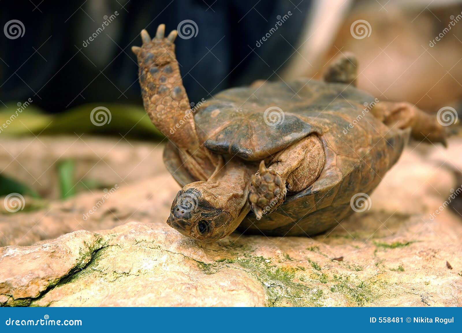 846 Volcada Fotos de stock - Fotos libres de regalías de Dreamstime