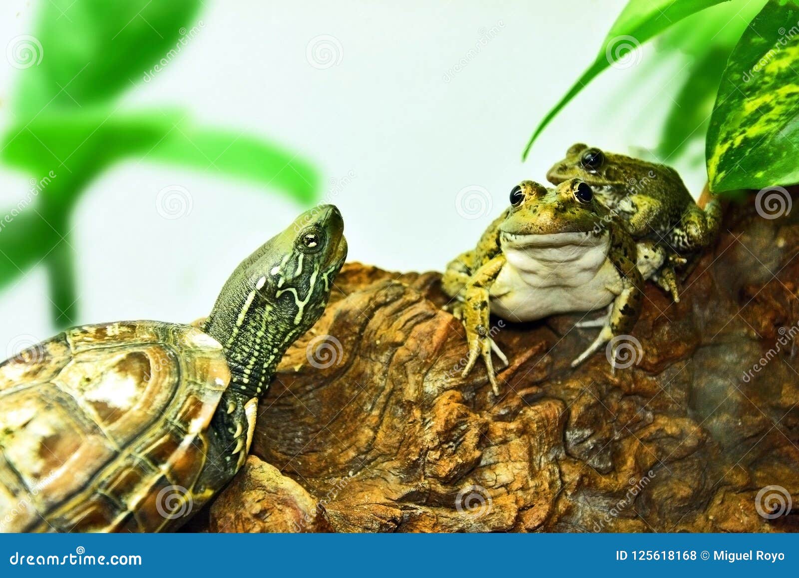 Tortuga Y Ranas, Buenos Amigos Foto de archivo - Imagen de animales ...
