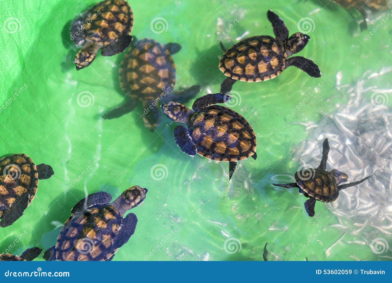 Tortugas verdes del bebé imagen de archivo. Imagen de tortuga - 53602059